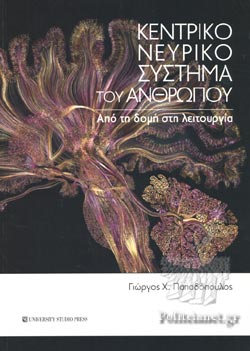 Κεντρικο Νευρικο Συστημα Του Ανθρωπου // Απο Τη Δομη Στη Λειτουργια ...